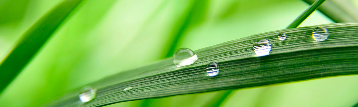 Pure VEGETABLE POLYGLYCERINE-10 | Spiga Nord S.p.A.